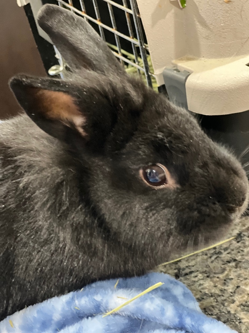 Rabbit for adoption - Pecan, a Lionhead in Huntsville, AL | Petfinder