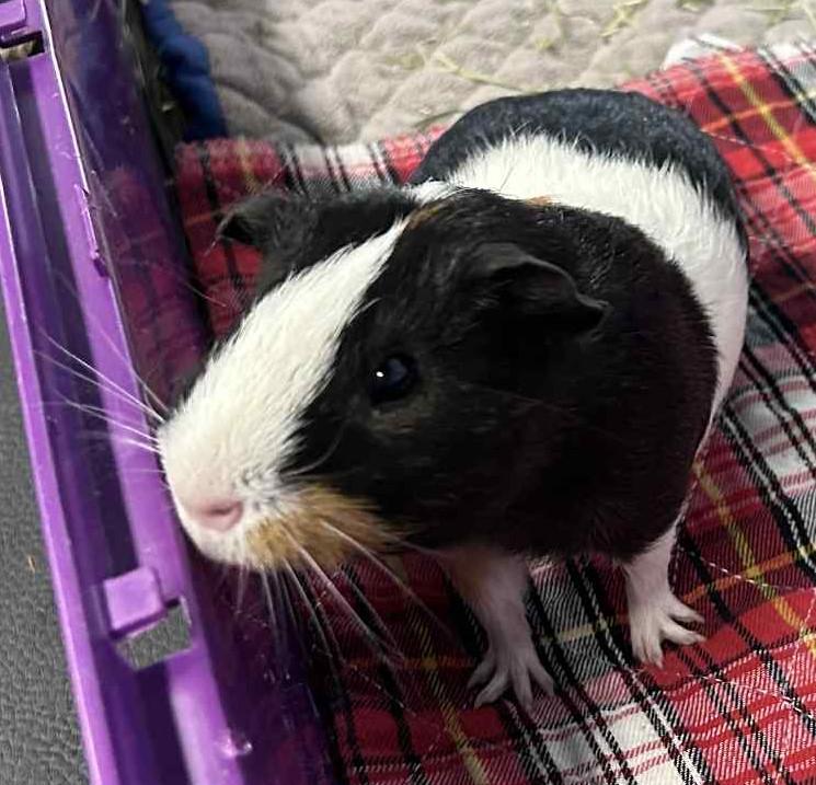 Guinea Pig for adoption - Gus aka Junior, a Guinea Pig in Wakefield, RI ...