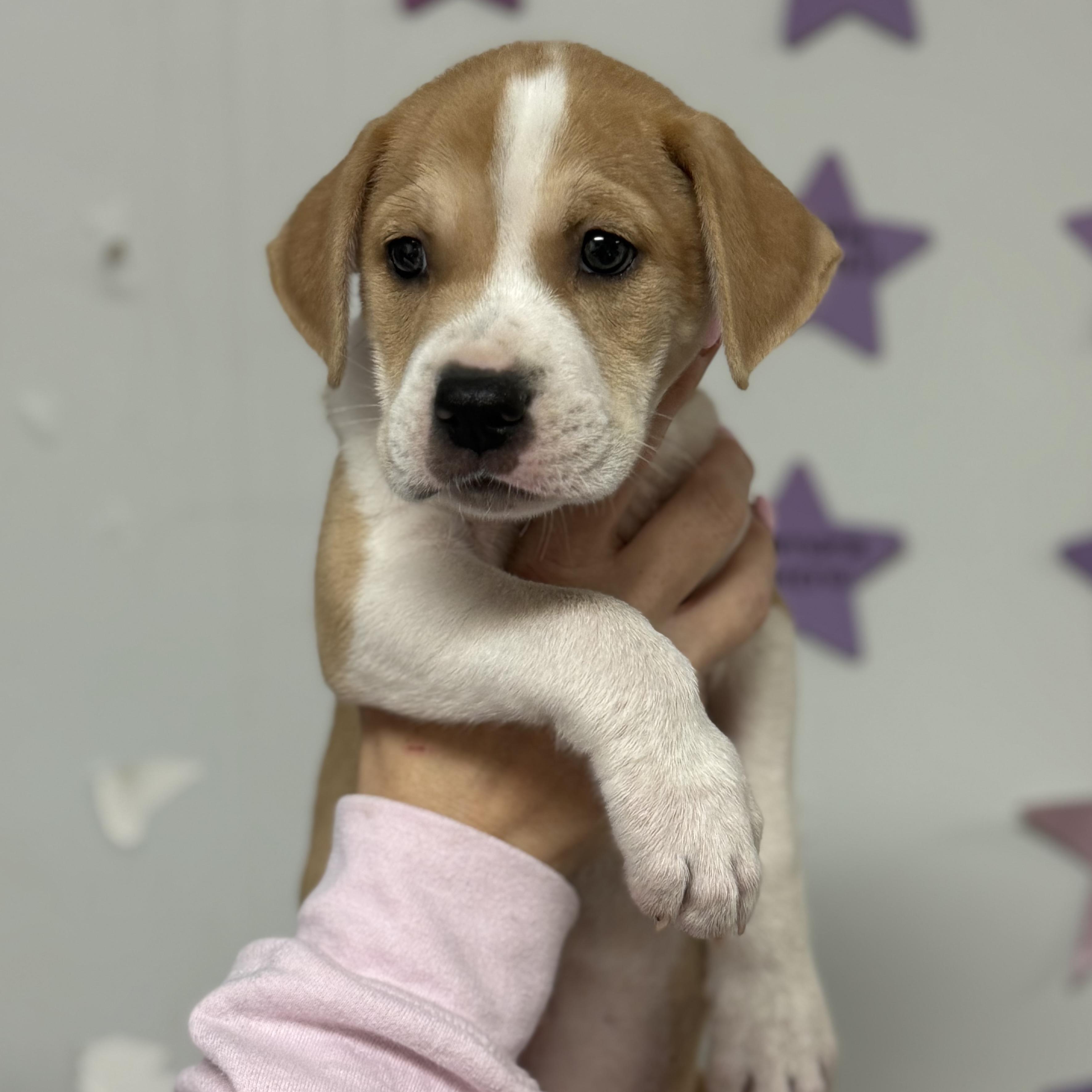 Dog for adoption - Venus, a Pit Bull Terrier Mix in Providence, RI ...