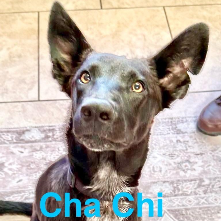 Dog for adoption - ChaChi, an Australian Cattle Dog / Blue Heeler ...