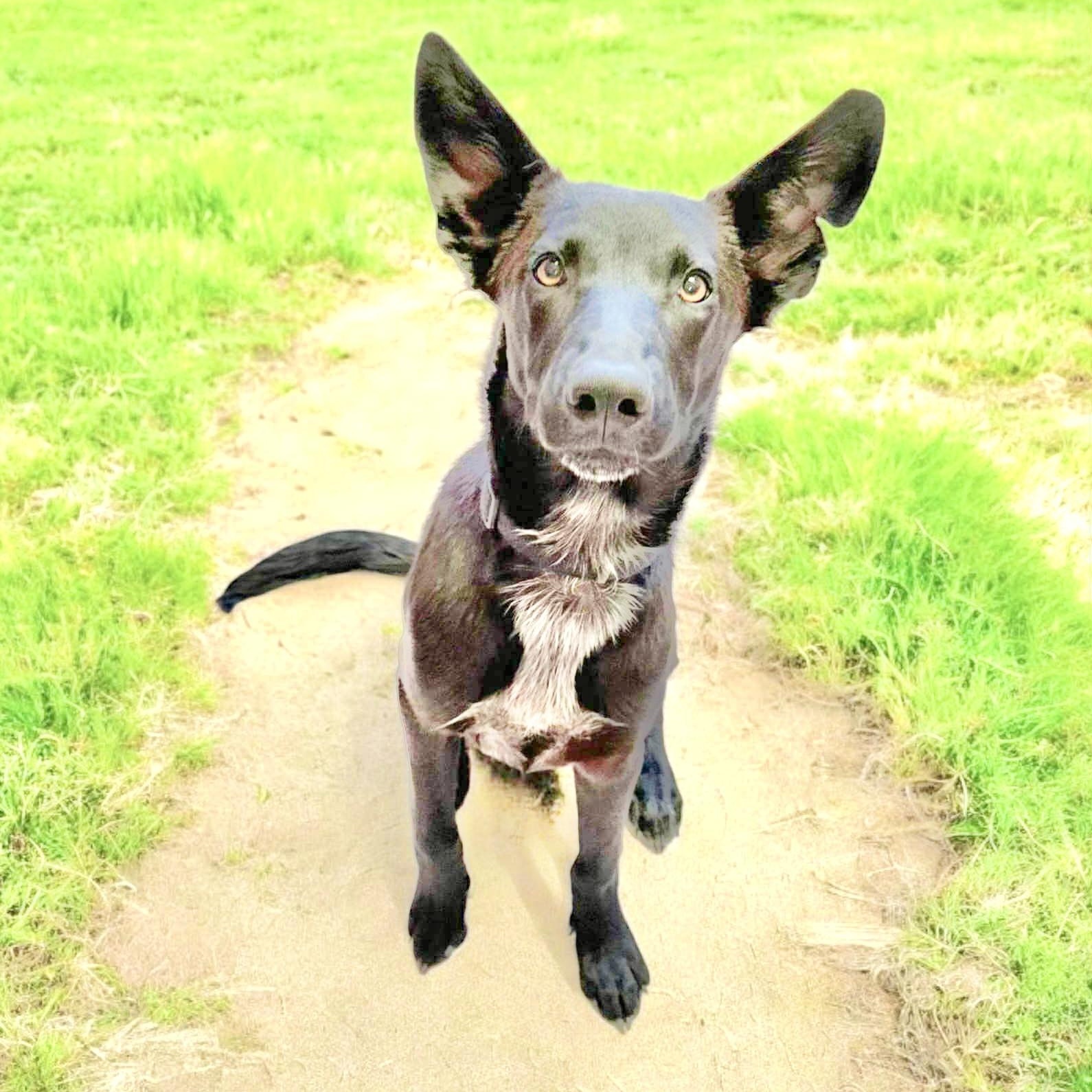 Dog for adoption - ChaChi, an Australian Cattle Dog / Blue Heeler ...