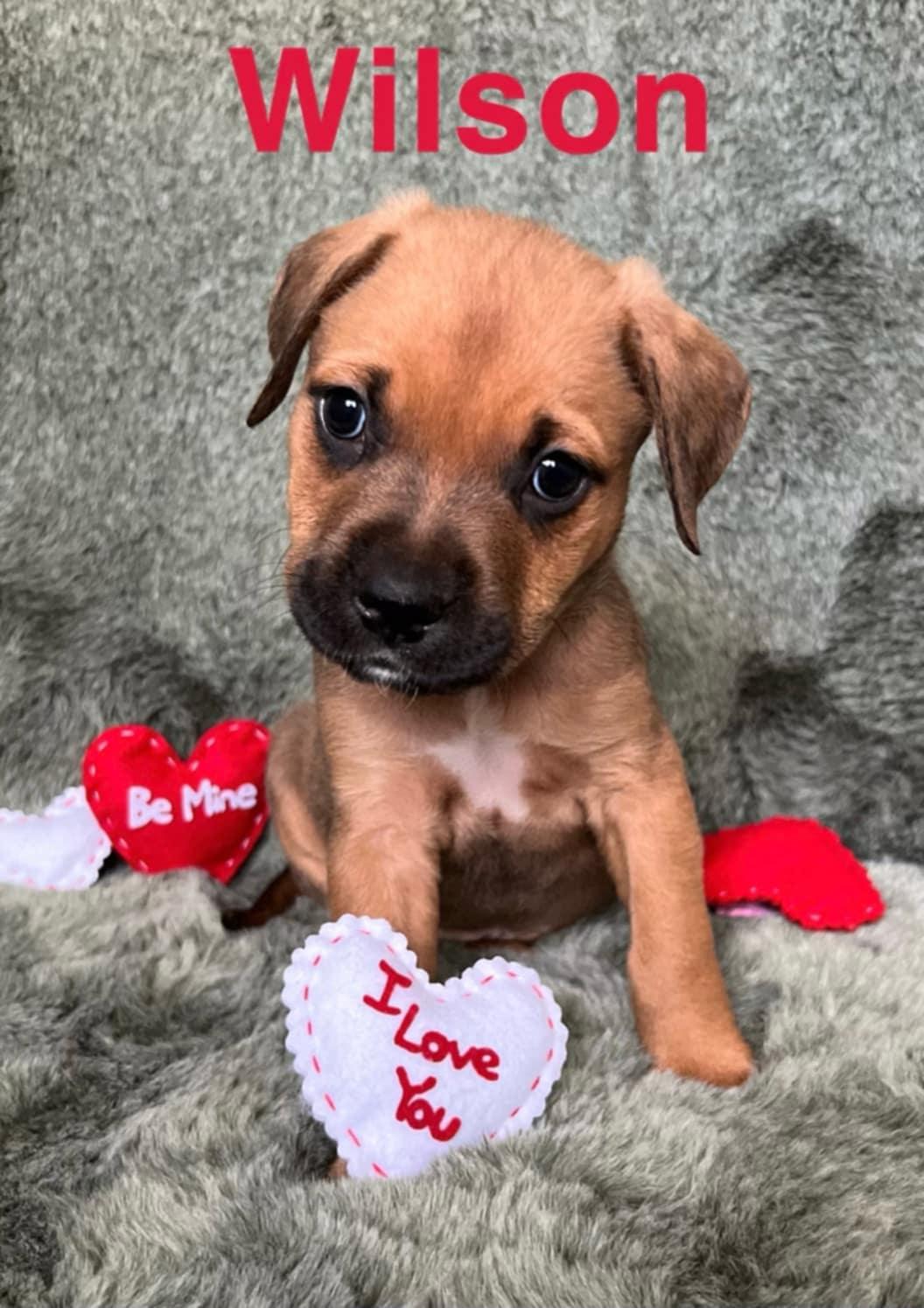 Dog for adoption - Wilson, a Shepherd Mix in Altamont, NY | Petfinder