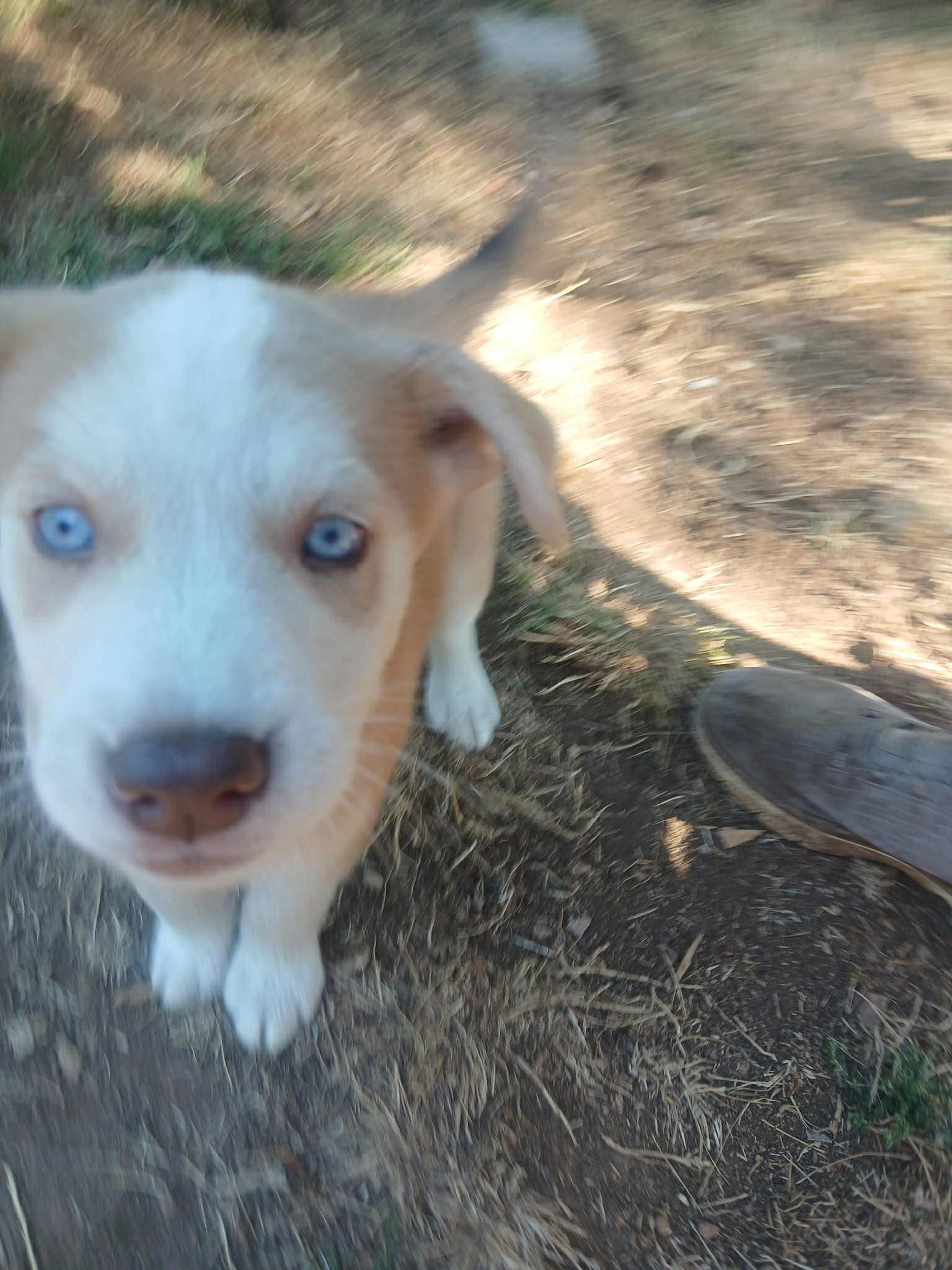 Dog for adoption - Freya the Fearless – 3-Month-Old Red & White Husky ...