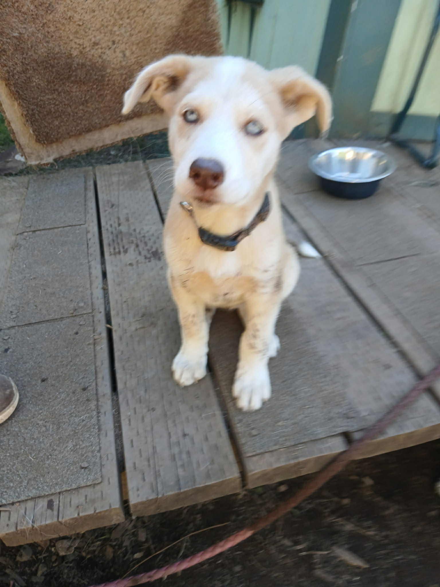 Dog for adoption - Freya the Fearless – 3-Month-Old Red & White Husky ...