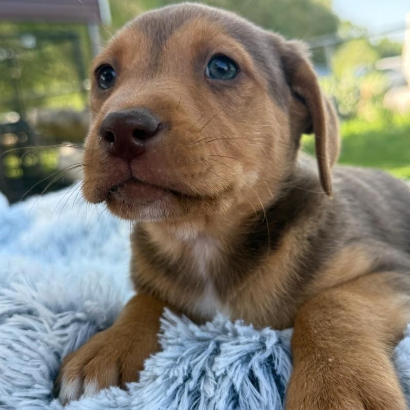Dog for adoption - Sake, a Labrador Retriever Mix in Cedar City, UT ...