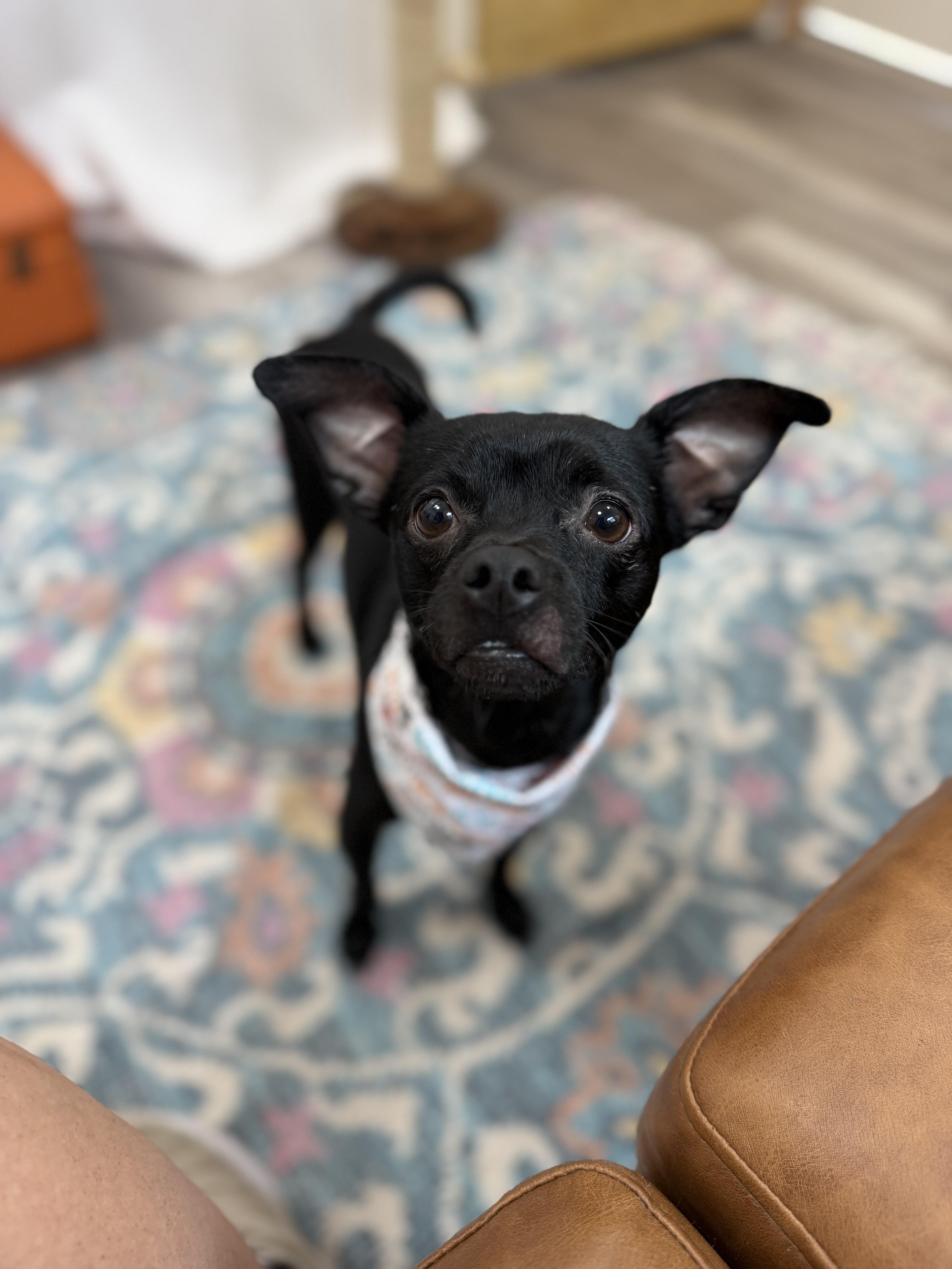 Dog for adoption - Myro, a Chihuahua & Pug Mix in Philadelphia, PA ...