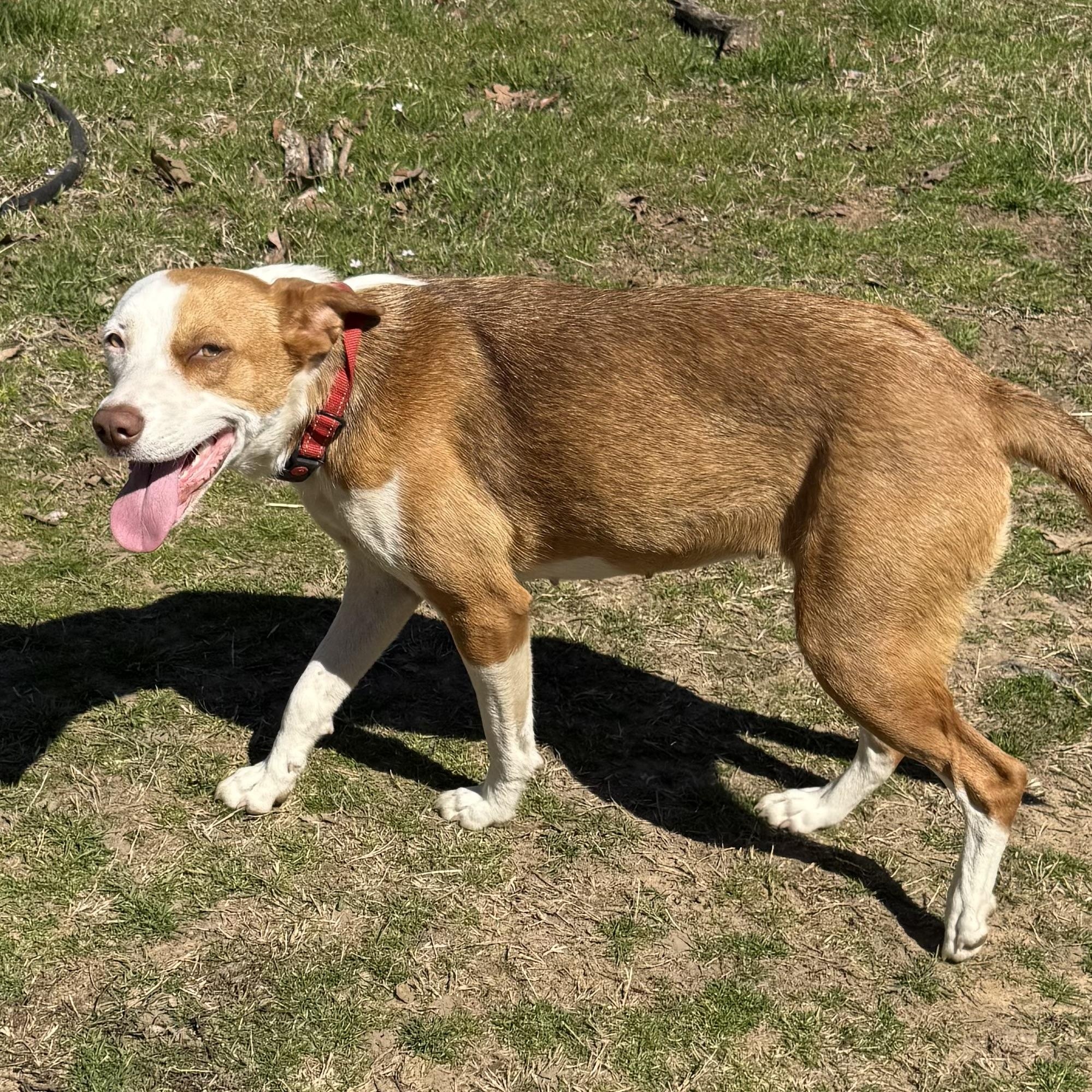 Dog for adoption - Ginger, a Labrador Retriever & Pointer Mix in Albany ...