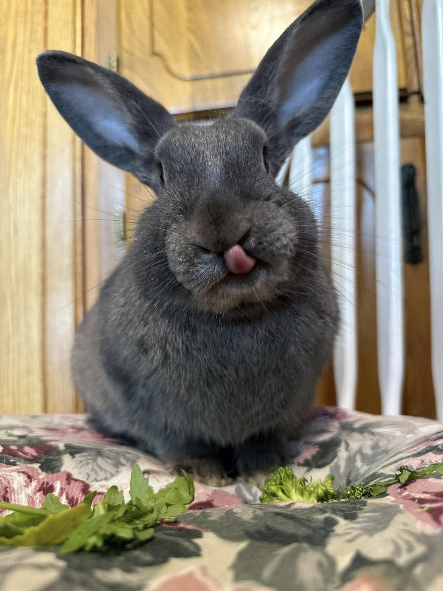 Rabbit for adoption - Harvey (bonded with Suki), a Bunny Rabbit Mix in ...