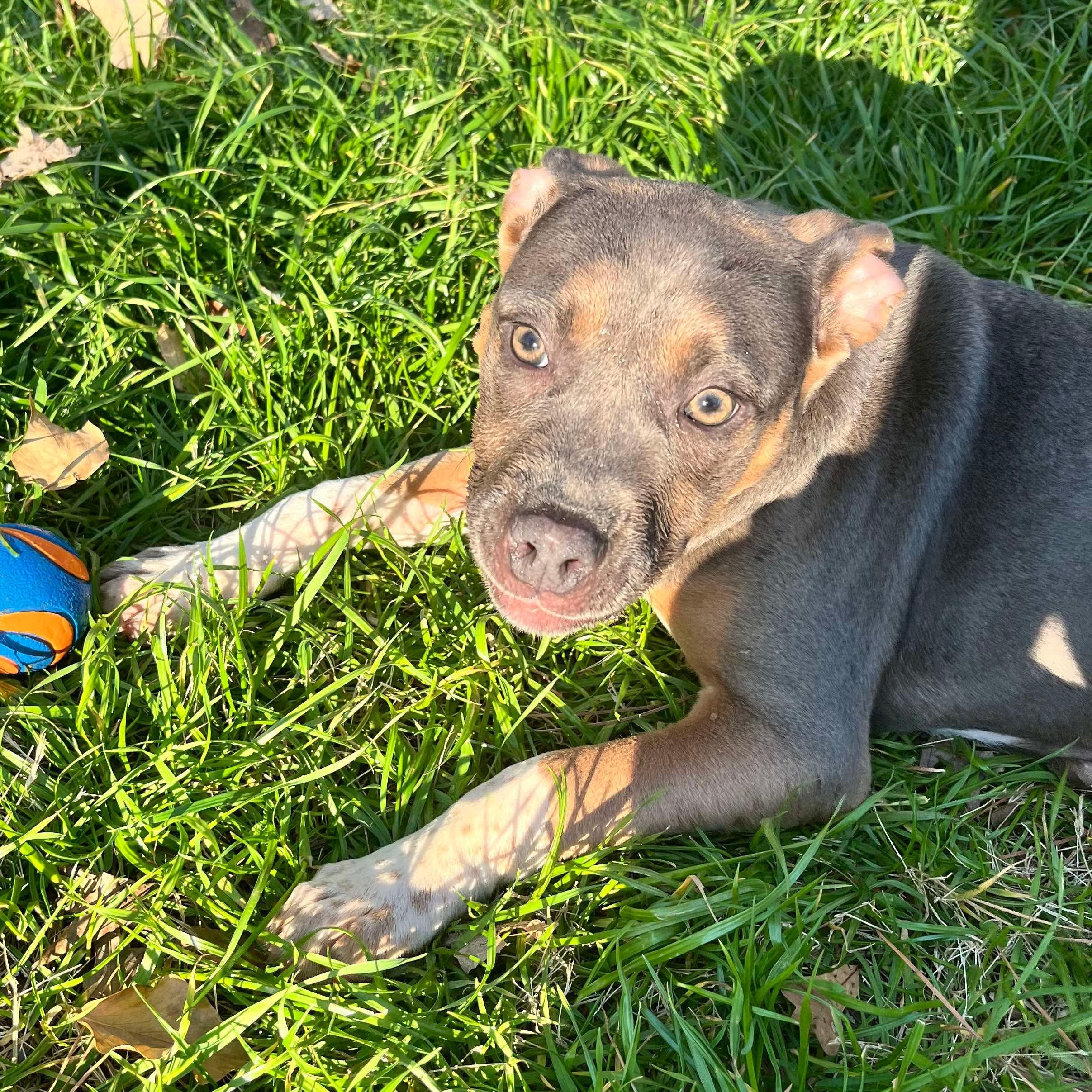 Dog for adoption - Reggie & Shyla (adoptable separately only), a Cane Corso Mix in Rochester, NY ...