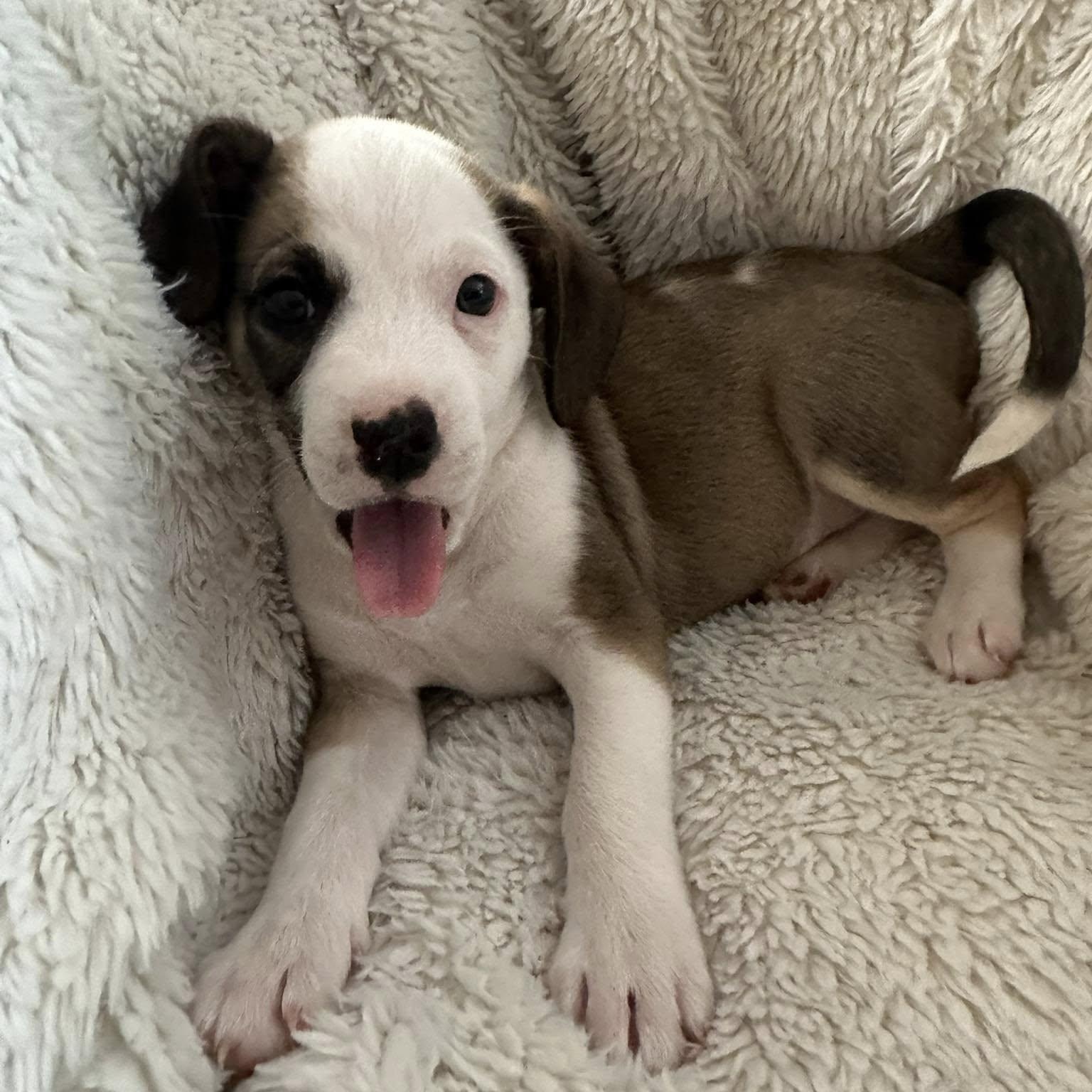 Dog for adoption - Jelly Bean, an Australian Shepherd Mix in Eugene, OR ...