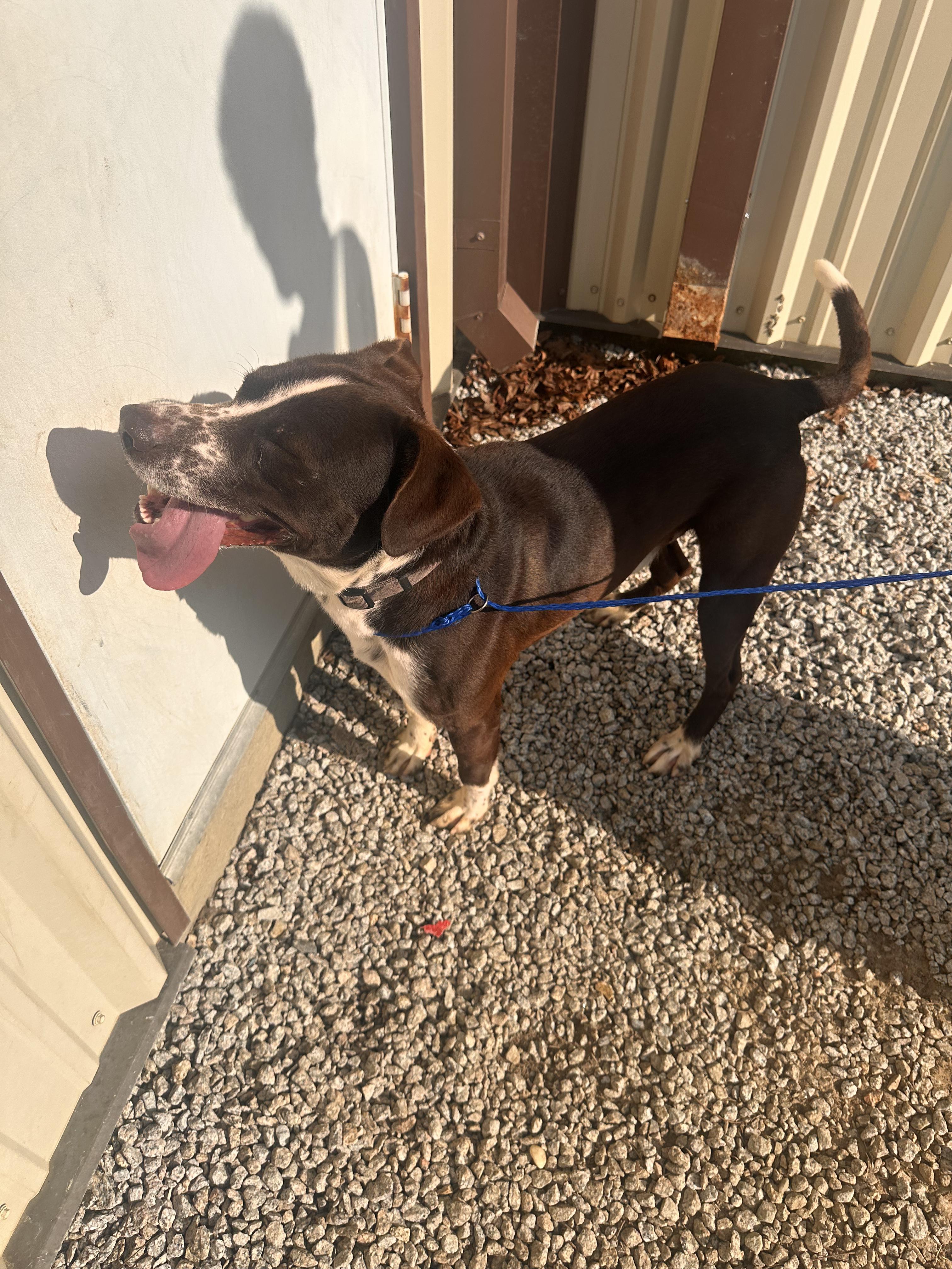 Dog for adoption - Richard, a Pointer & Labrador Retriever Mix in Hope ...