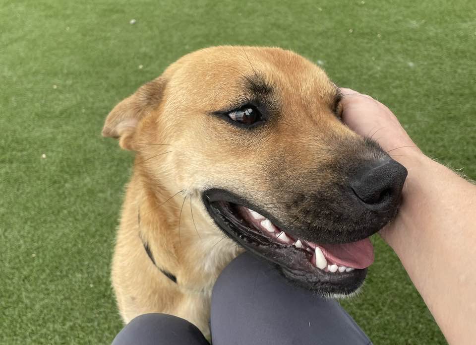 Dog for adoption - Beamer, a Black Mouth Cur in Taylor, TX | Petfinder