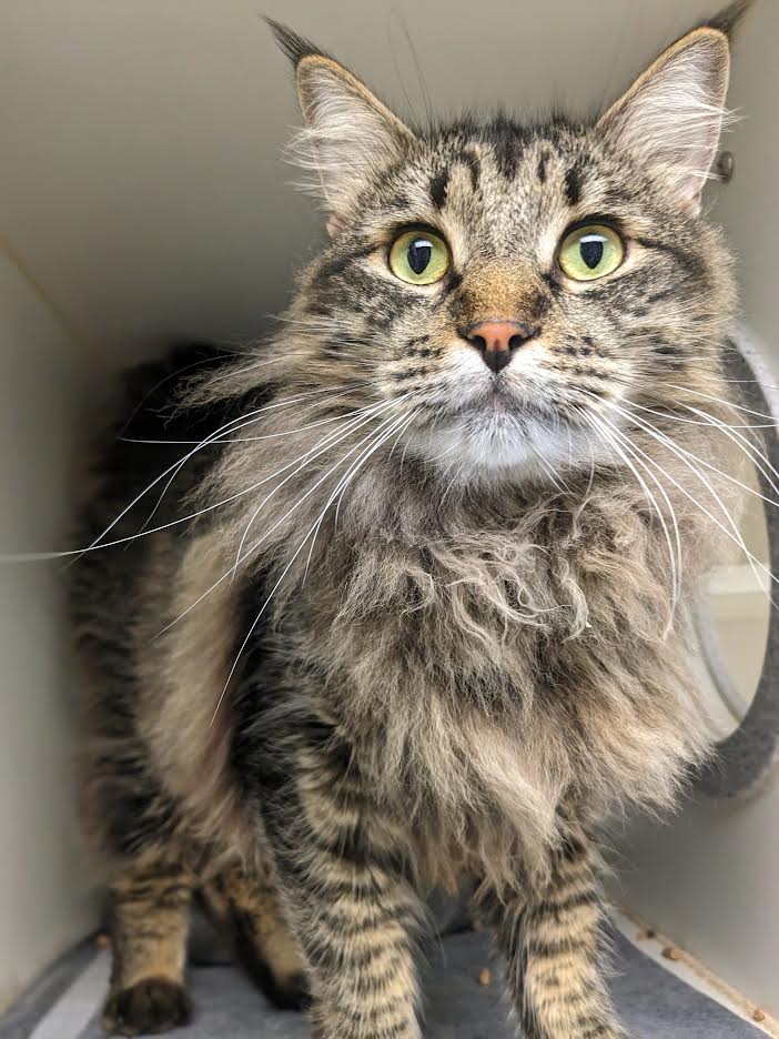 ADOPT - Whatcom Humane Society