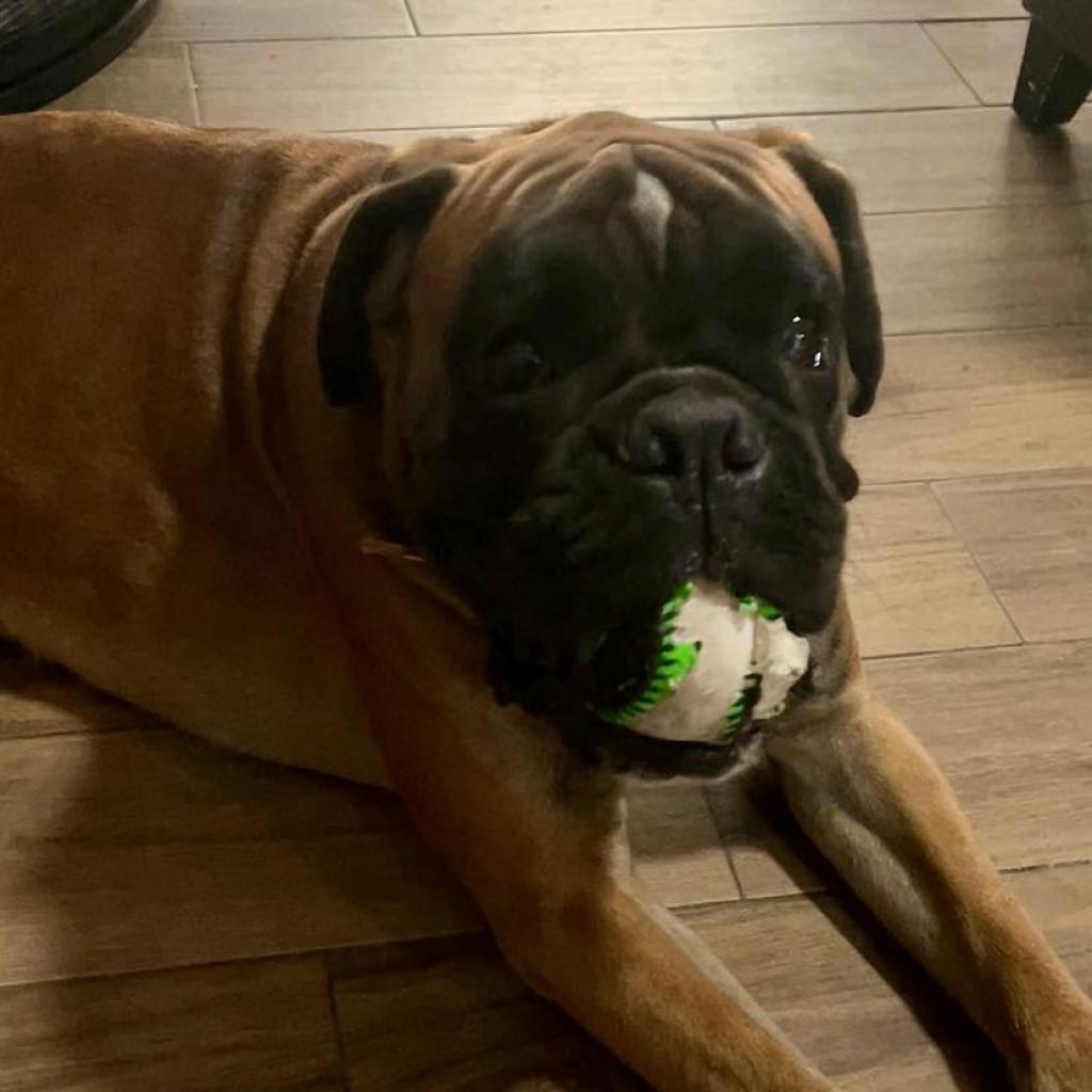 Dog for adoption - Roman, a Boxer in Tallahassee, FL | Petfinder