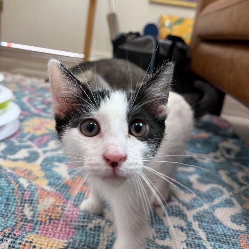 Cat for adoption - Monty Alexsia, a Domestic Short Hair Mix in ...