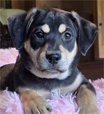 Dog for adoption - Alta, a Beauceron & Labrador Retriever Mix in East ...