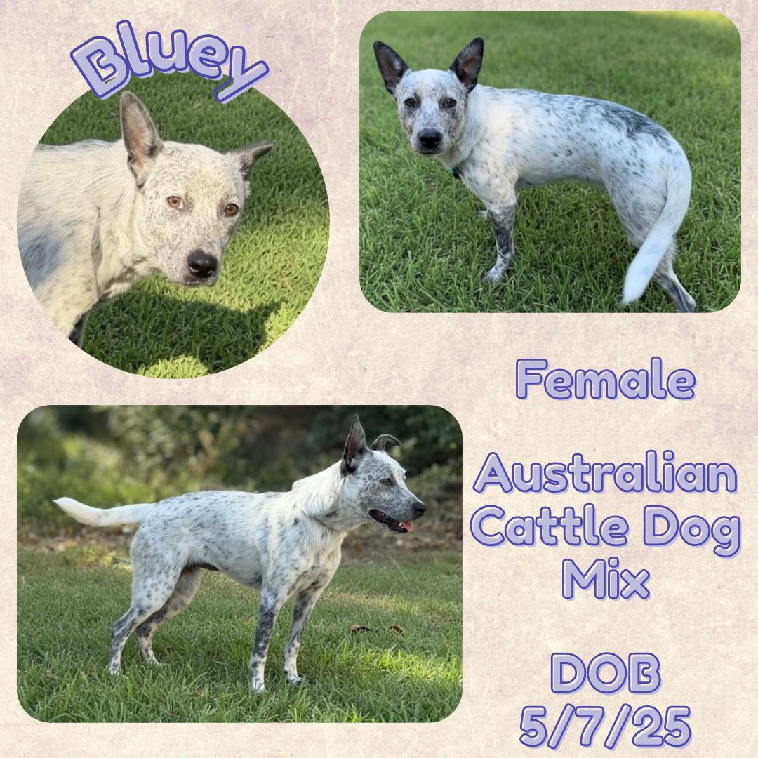 Dog for adoption - Bluey, an Australian Cattle Dog / Blue Heeler Mix in ...