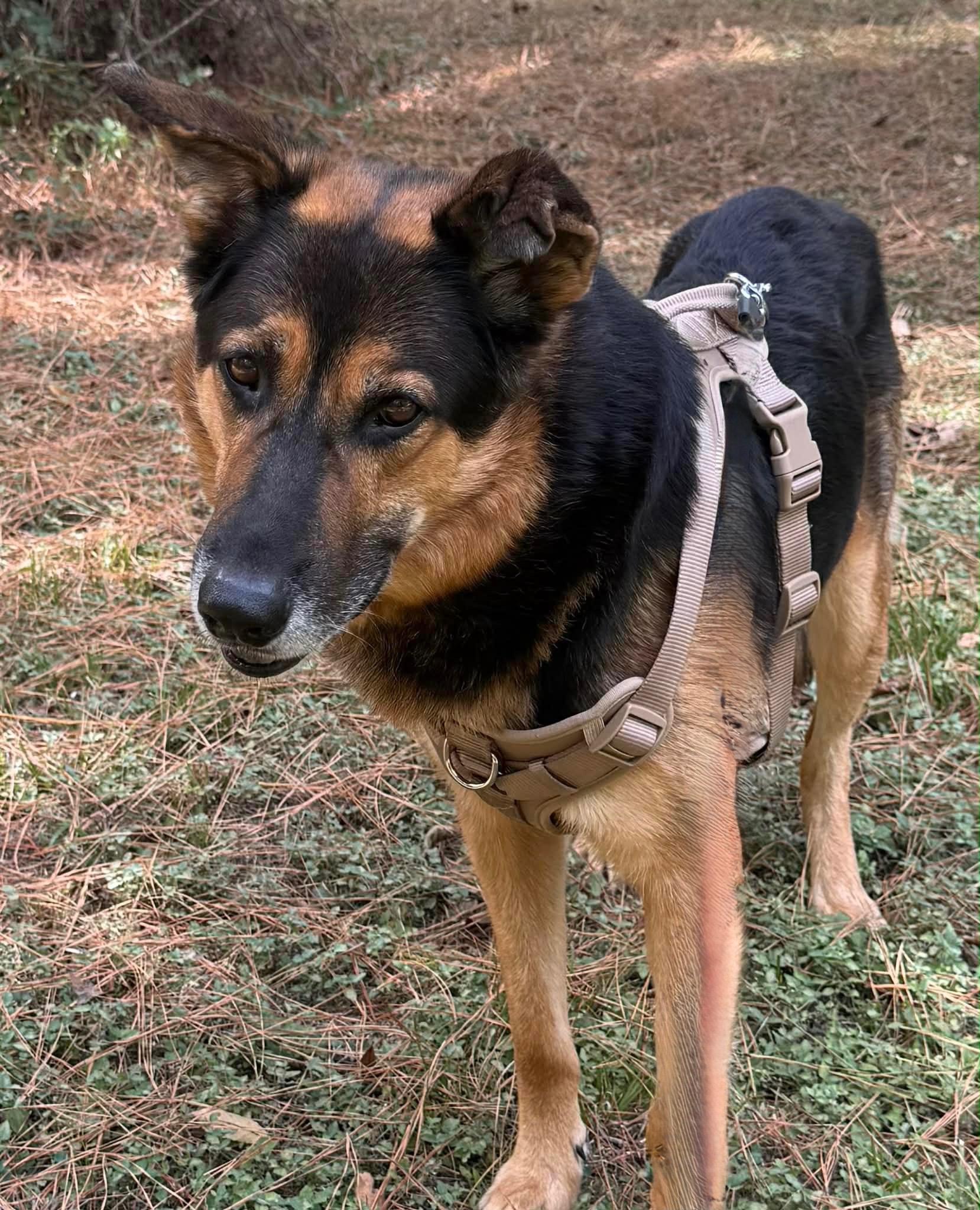 Dog for adoption - BEAR GS, a German Shepherd Dog in Ann Arbor, MI ...