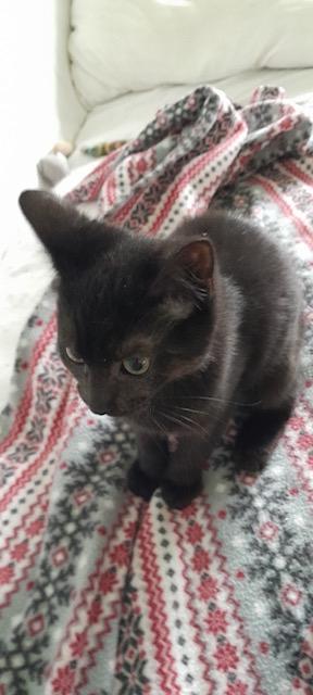 Cat for adoption - Crow, a Domestic Short Hair Mix in Newport, OR ...