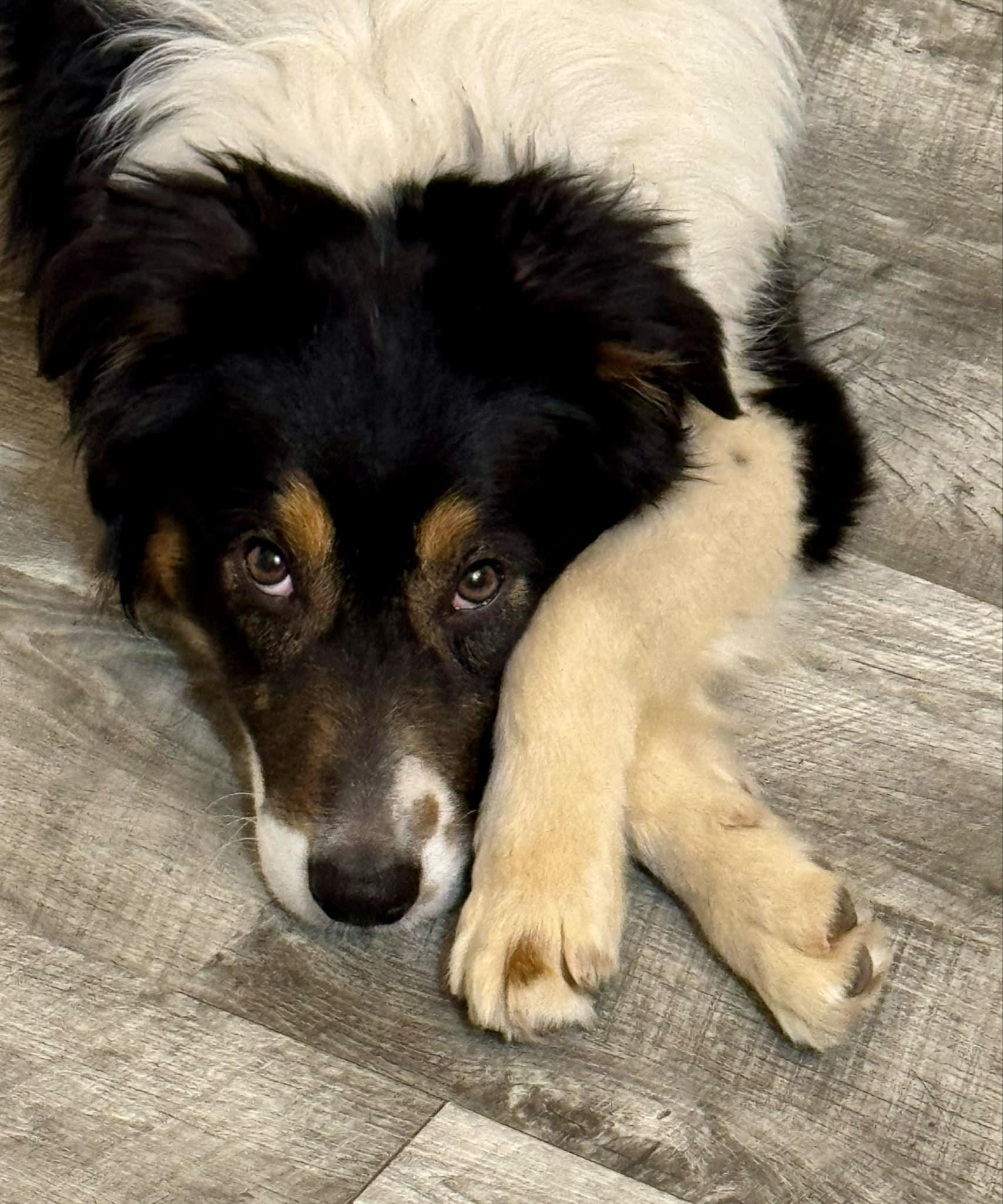 Dog for adoption - Tuff, a Border Collie Mix in Bend, OR | Petfinder