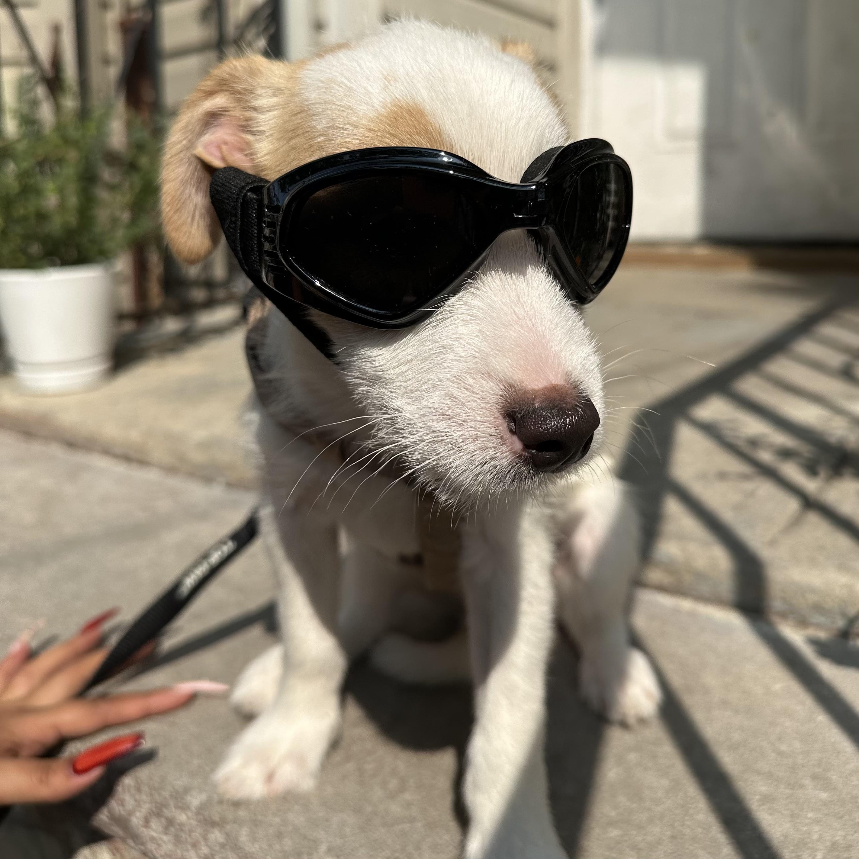 Dog for adoption - Boots, a Jack Russell Terrier Mix in Wrightstown, NJ | Petfinder