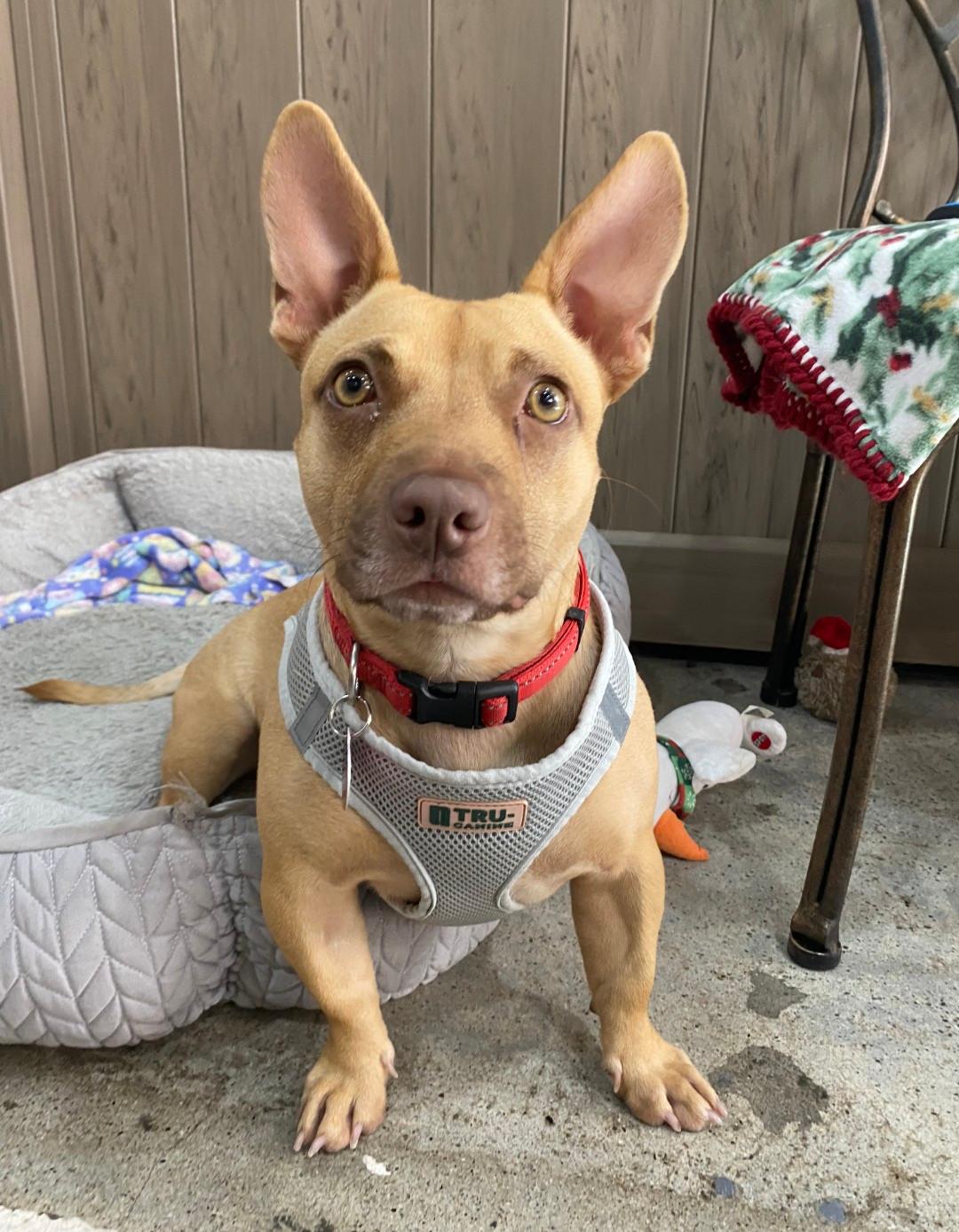 Dog for adoption - Bridget Bones Diary, an American Staffordshire ...