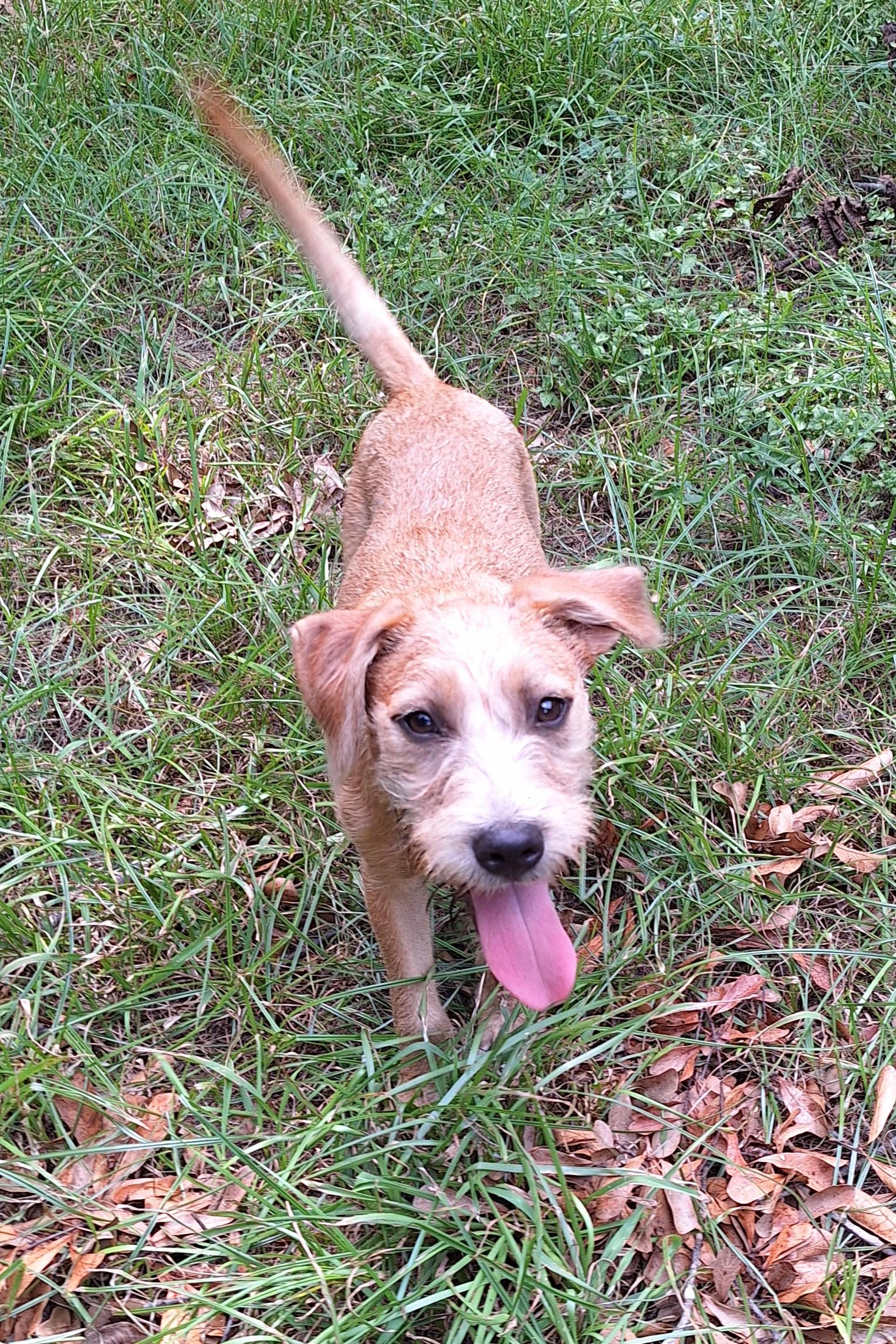 Dog for adoption - Shayano MD13864-T, a Schnauzer & Irish Terrier Mix in Hagerstown, MD | Petfinder