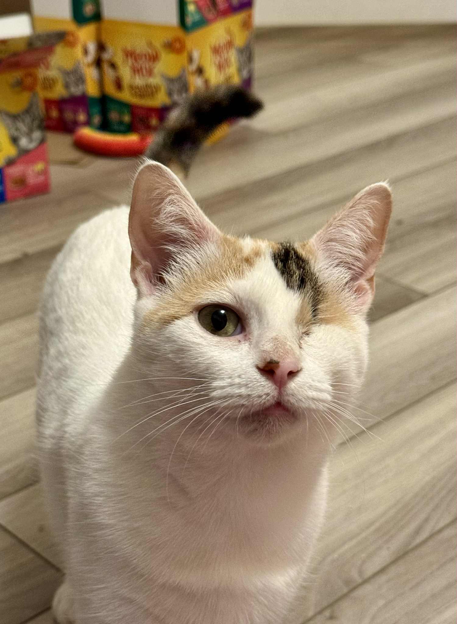 Cat for adoption - Possum, a Domestic Short Hair in Manchester, MD ...