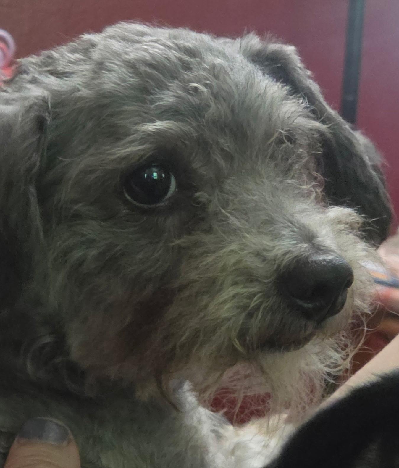 Salty - Adoptable Pet | Petfinder