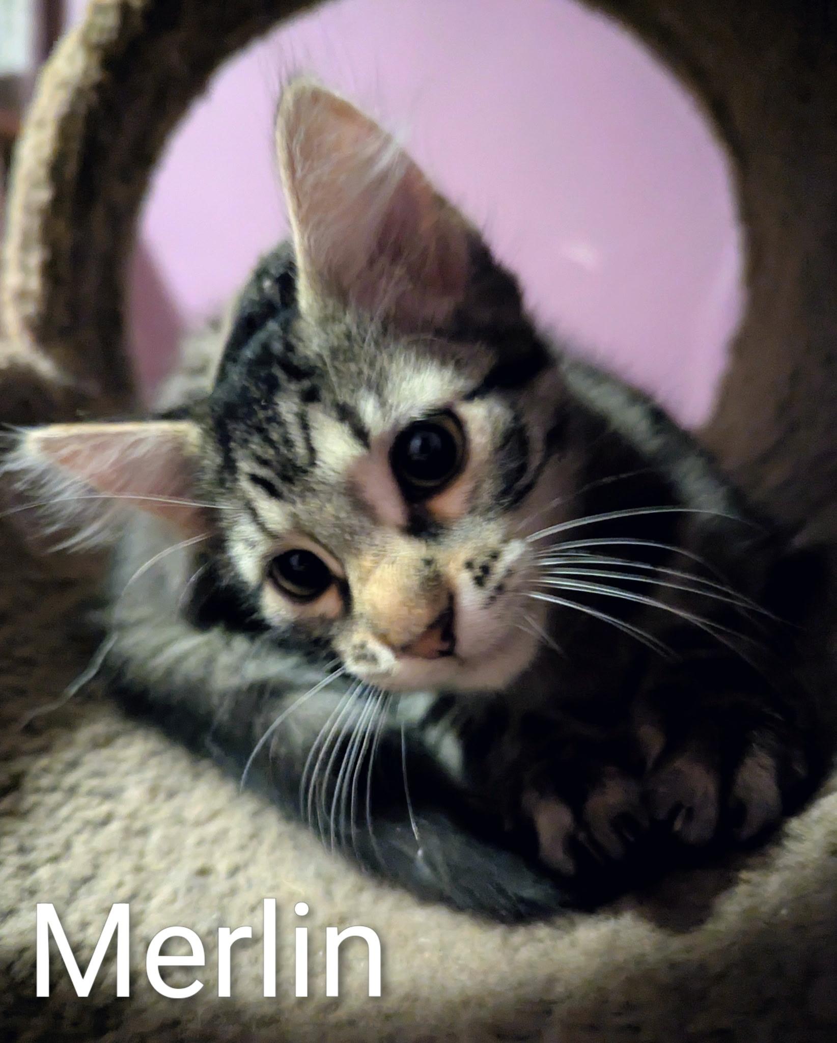 Cat for adoption - MERLIN, a Tabby & Domestic Short Hair Mix in Panora, IA | Petfinder