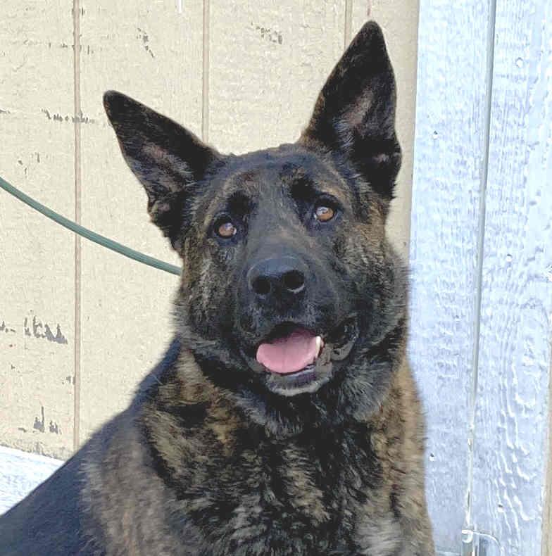 Dog for adoption - Duffer, a Dutch Shepherd & Shepherd Mix in Camp ...