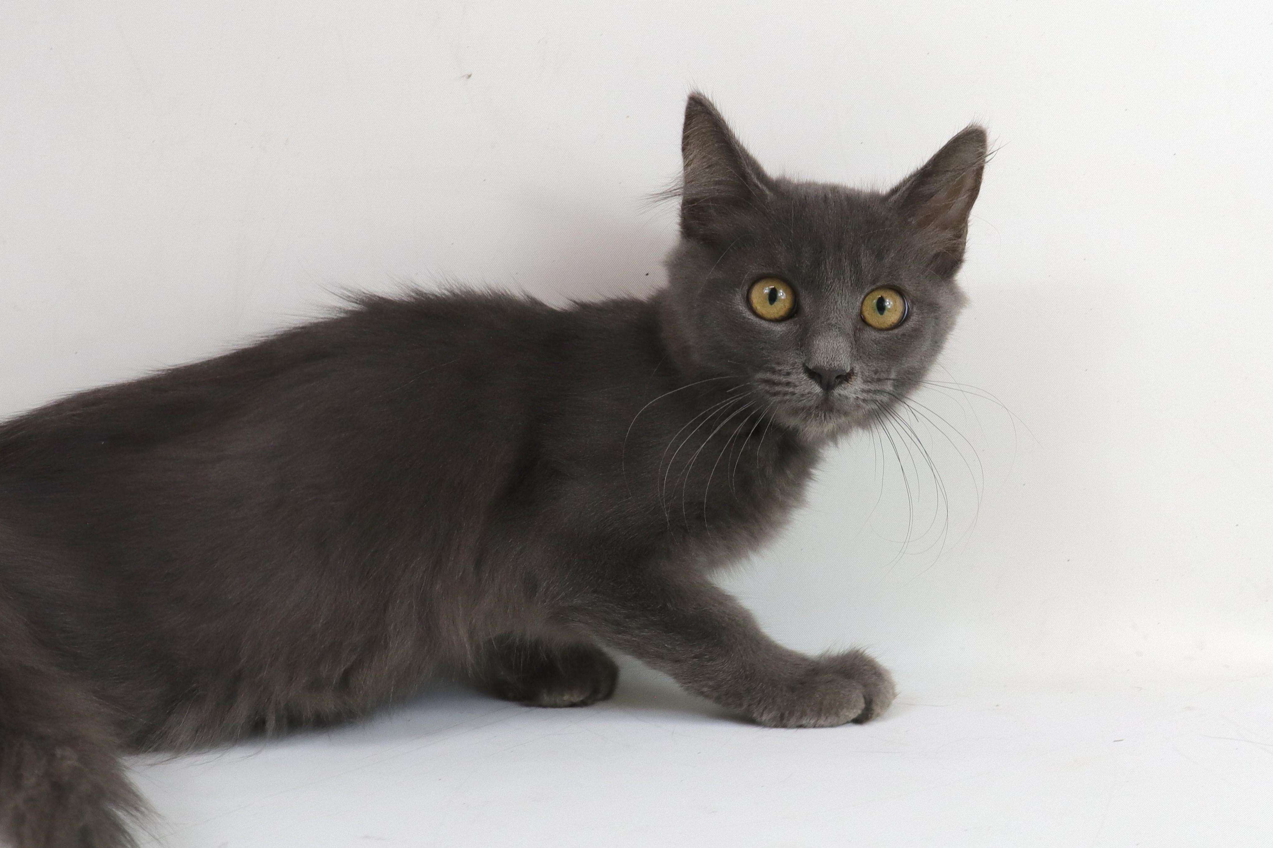 Cat for adoption - Danny, a Domestic Short Hair in Clovis, CA | Petfinder