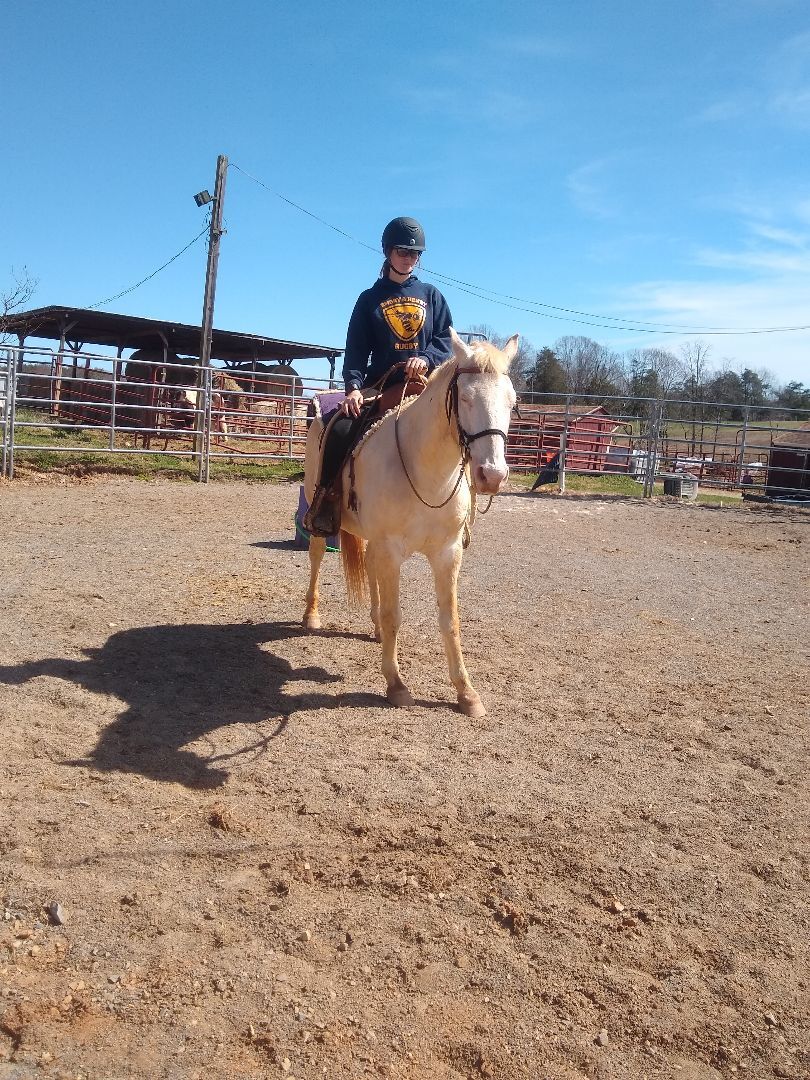 Horse for adoption - Hawk, an Arabian in Hardy, VA | Petfinder