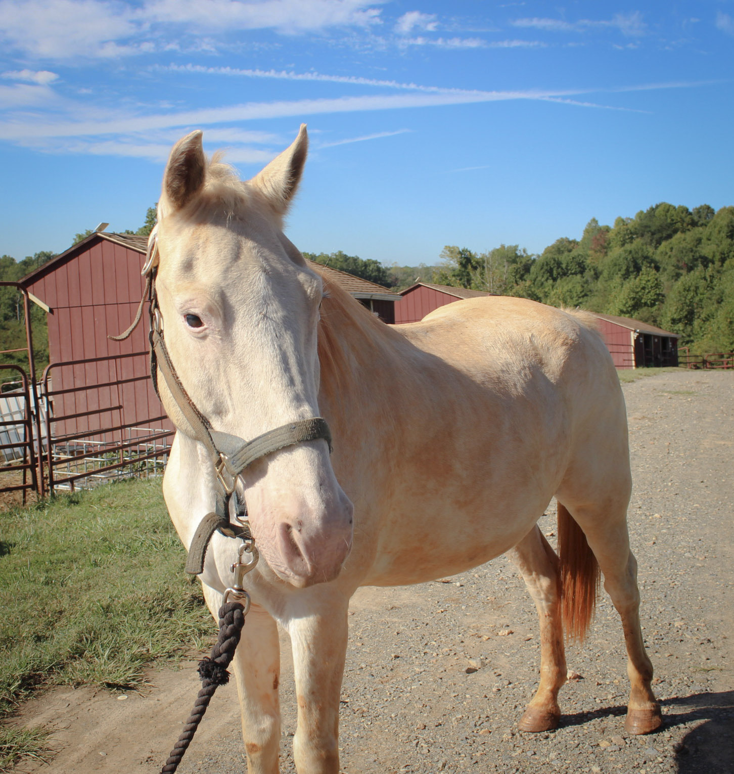 Horse for adoption - Hawk, an Arabian in Hardy, VA | Petfinder
