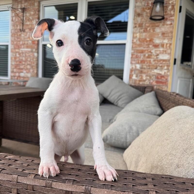 Dog for adoption - Gabe the Cuddliest Goober, a Pit Bull Terrier ...