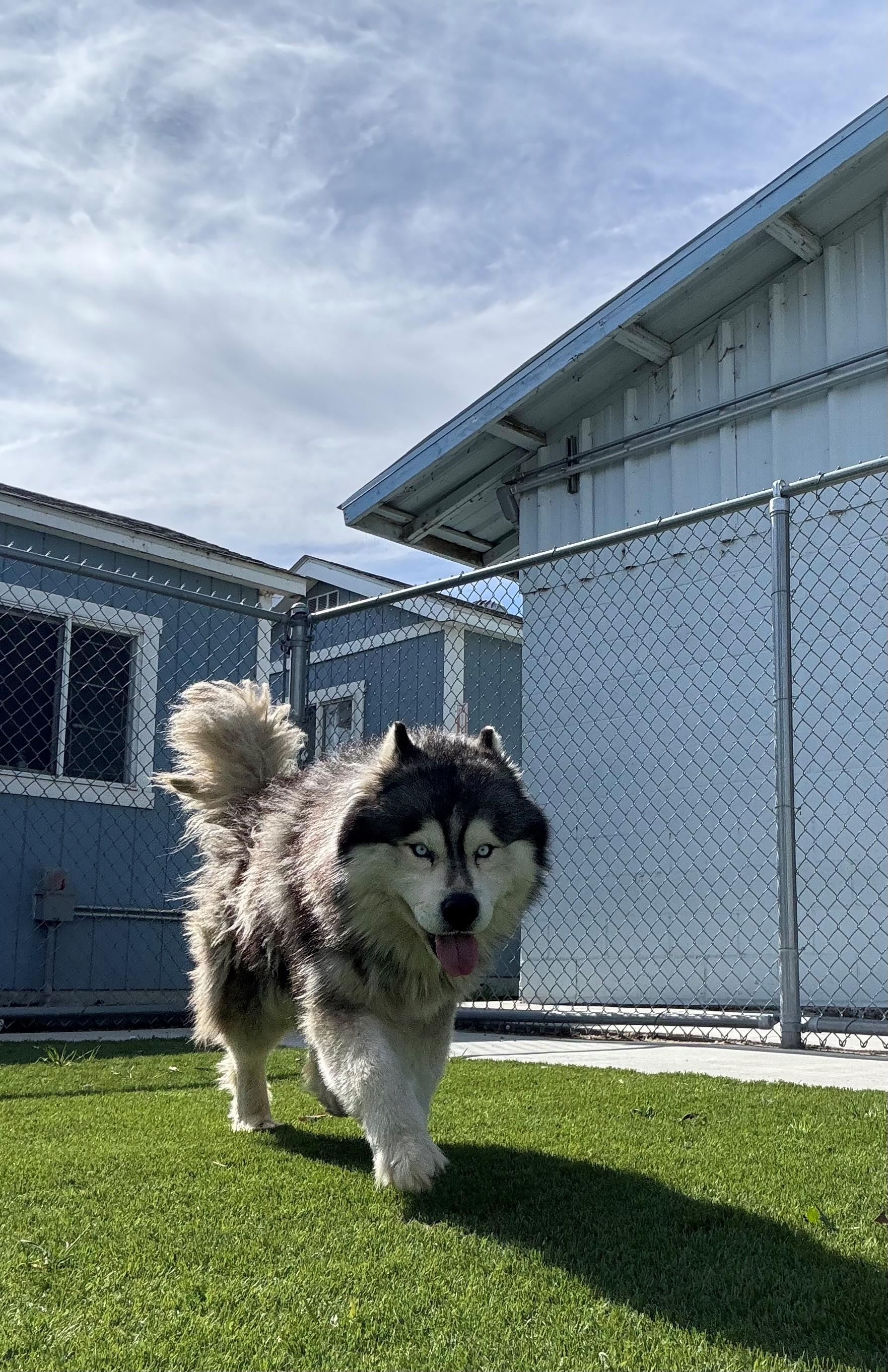 Dog for adoption - ARCANINE (AVAILABLE FEBRUARY 7 ,2025), a Siberian ...