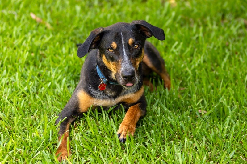 Dog for adoption - Jason Sweet As Pie Little Guy, a Doberman Pinscher ...