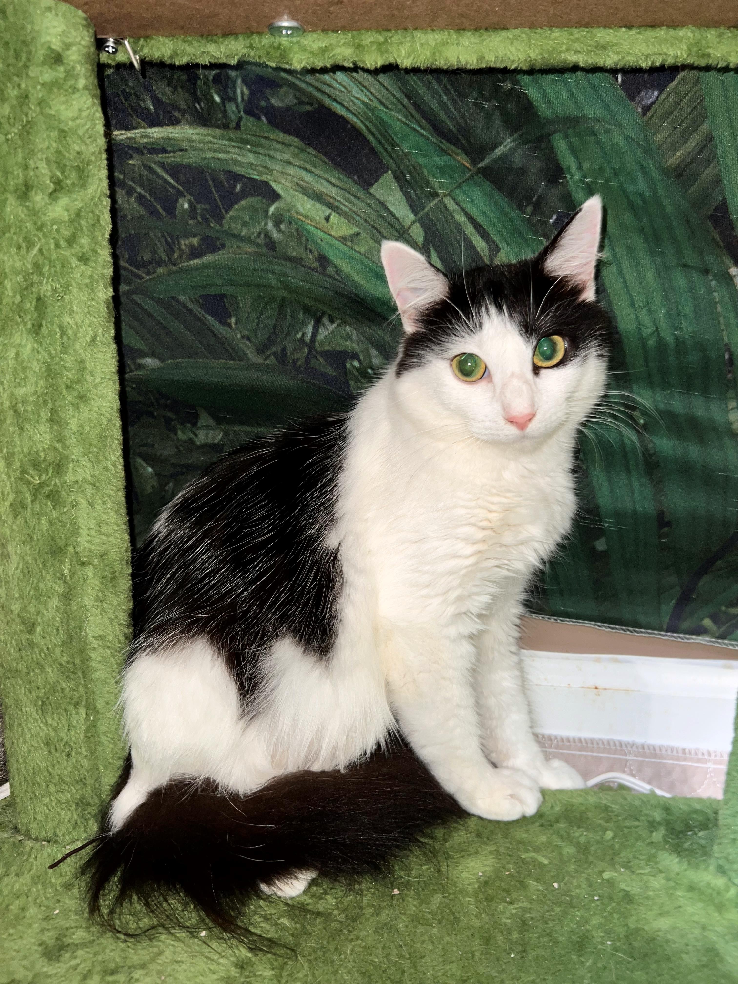 Cat for adoption - Mooshy, a Domestic Medium Hair in Sugar Hill, GA ...