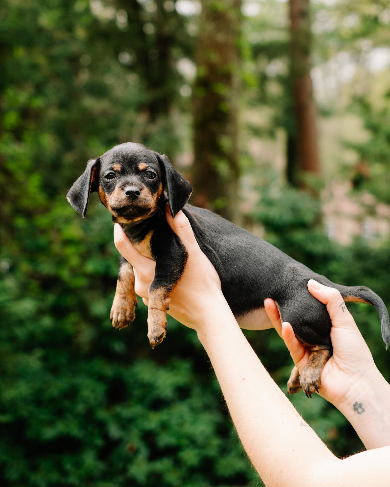 Dog for adoption - Relish, a Dachshund & Chihuahua Mix in Simsbury, CT ...