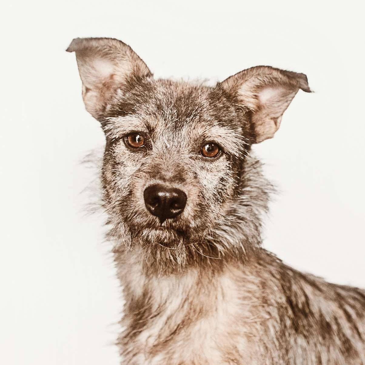 Dog for adoption - Toto, a Terrier Mix in Lansing, MI | Petfinder