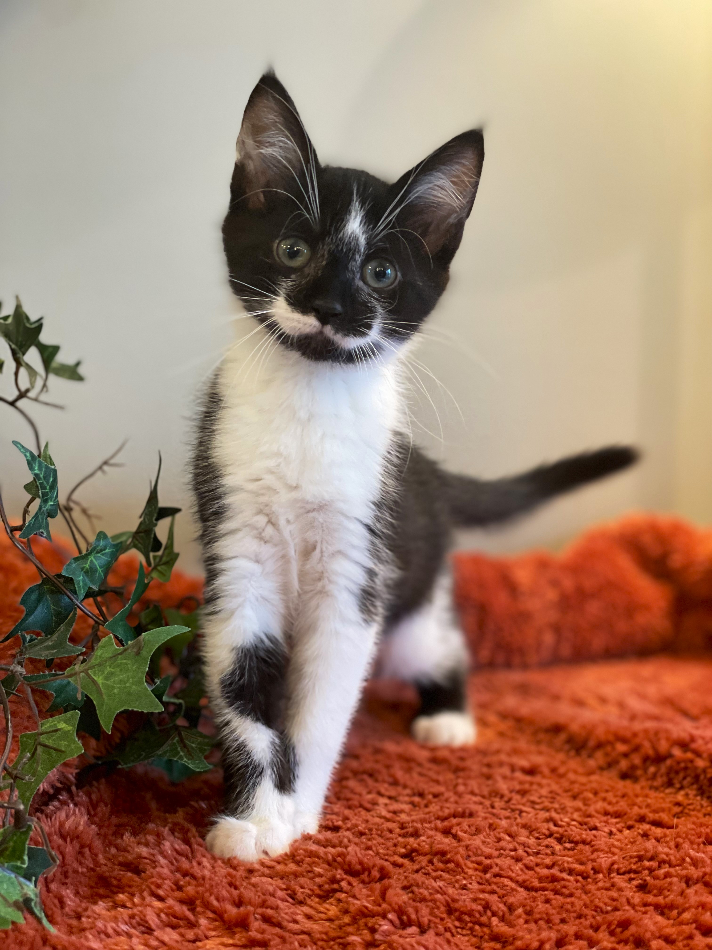 Cat for adoption - Ozzie, a Domestic Short Hair in Taylor, MI | Petfinder