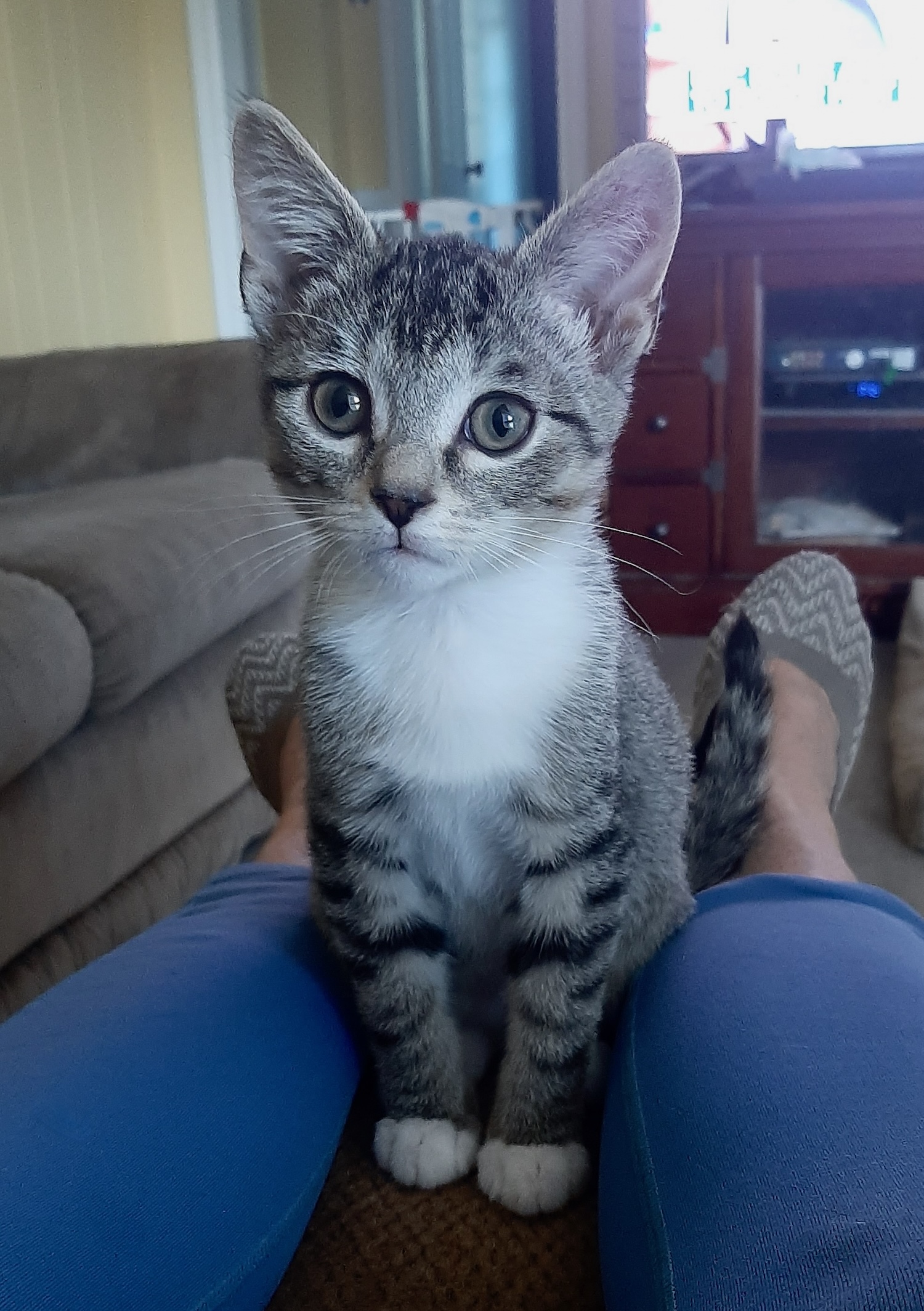 Available Cats and Kittens - Johnston County Animal Protection League ...