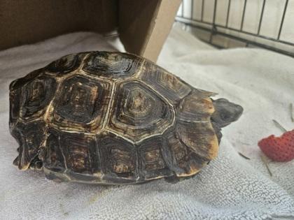 Tortoise for adoption - Helen, a Tortoise in Key West, FL | Petfinder