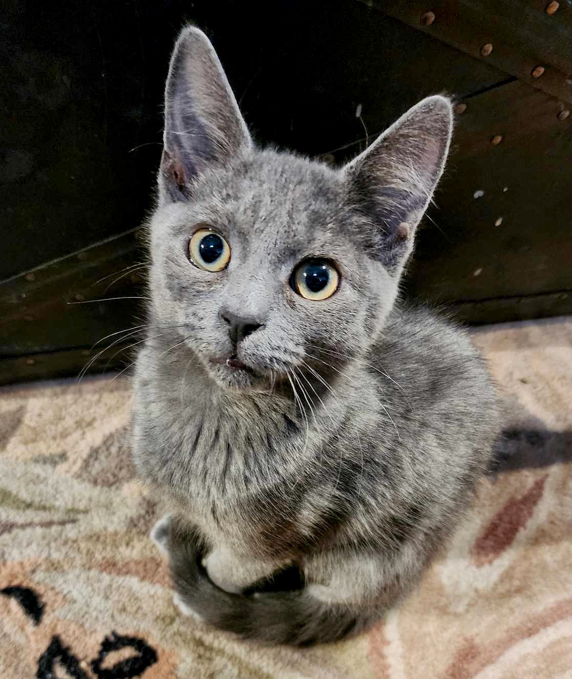 Available Cats and Kittens - Johnston County Animal Protection League ...