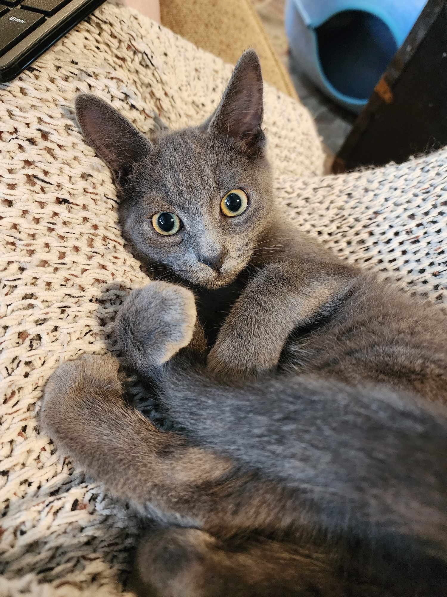 Available Cats and Kittens - Johnston County Animal Protection League ...