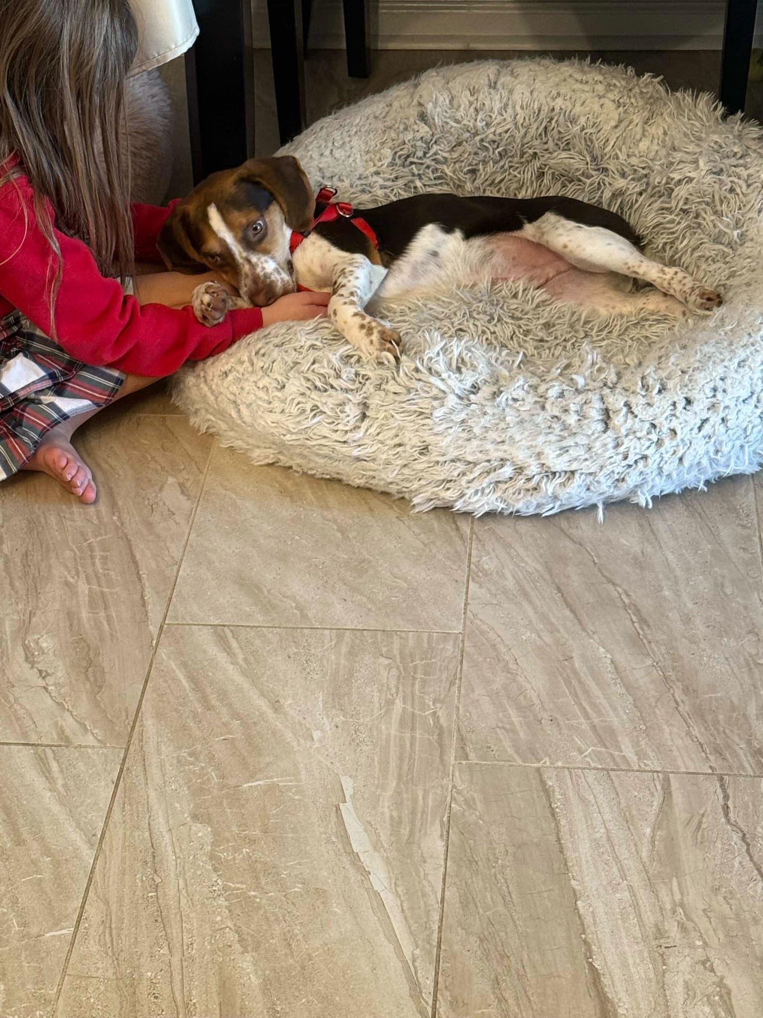 Dog for adoption - Rolo, a Beagle Mix in HONEY BROOK, PA | Petfinder