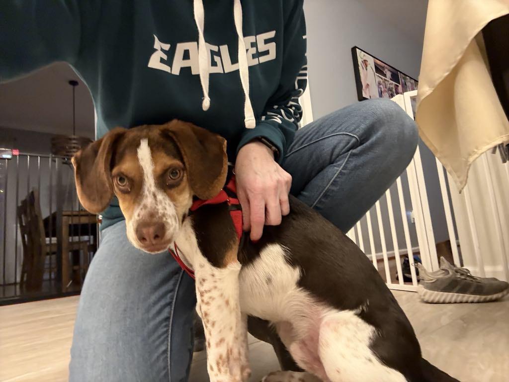 Dog for adoption - Rolo, a Beagle Mix in HONEY BROOK, PA | Petfinder