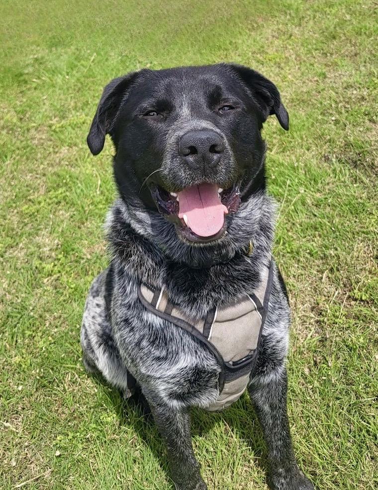 Dog for adoption - Lucky, a Mixed Breed in Ann Arbor, MI | Petfinder
