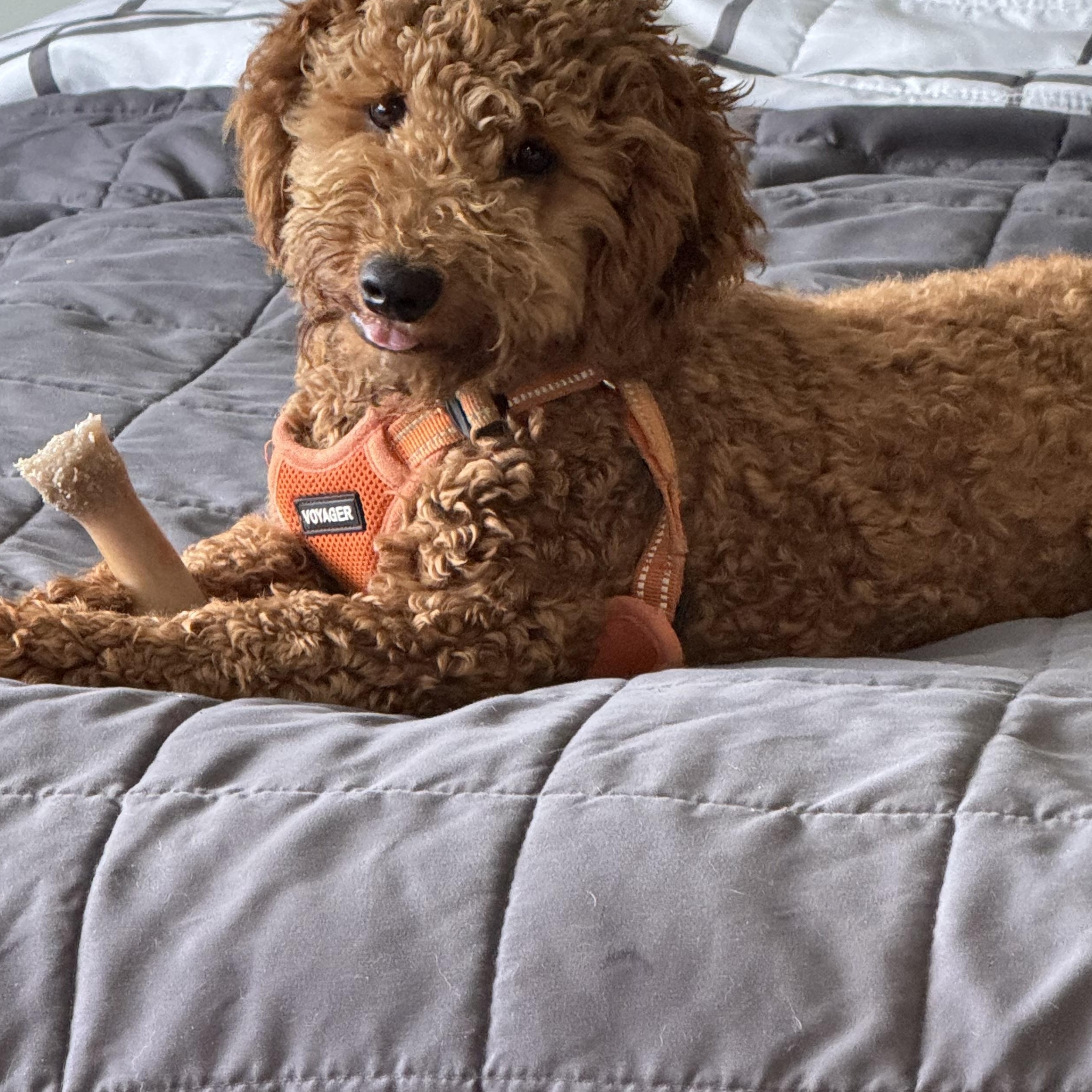 Dog for adoption - Mr. Fluffy Moca, a Miniature Poodle in Vancouver, BC ...