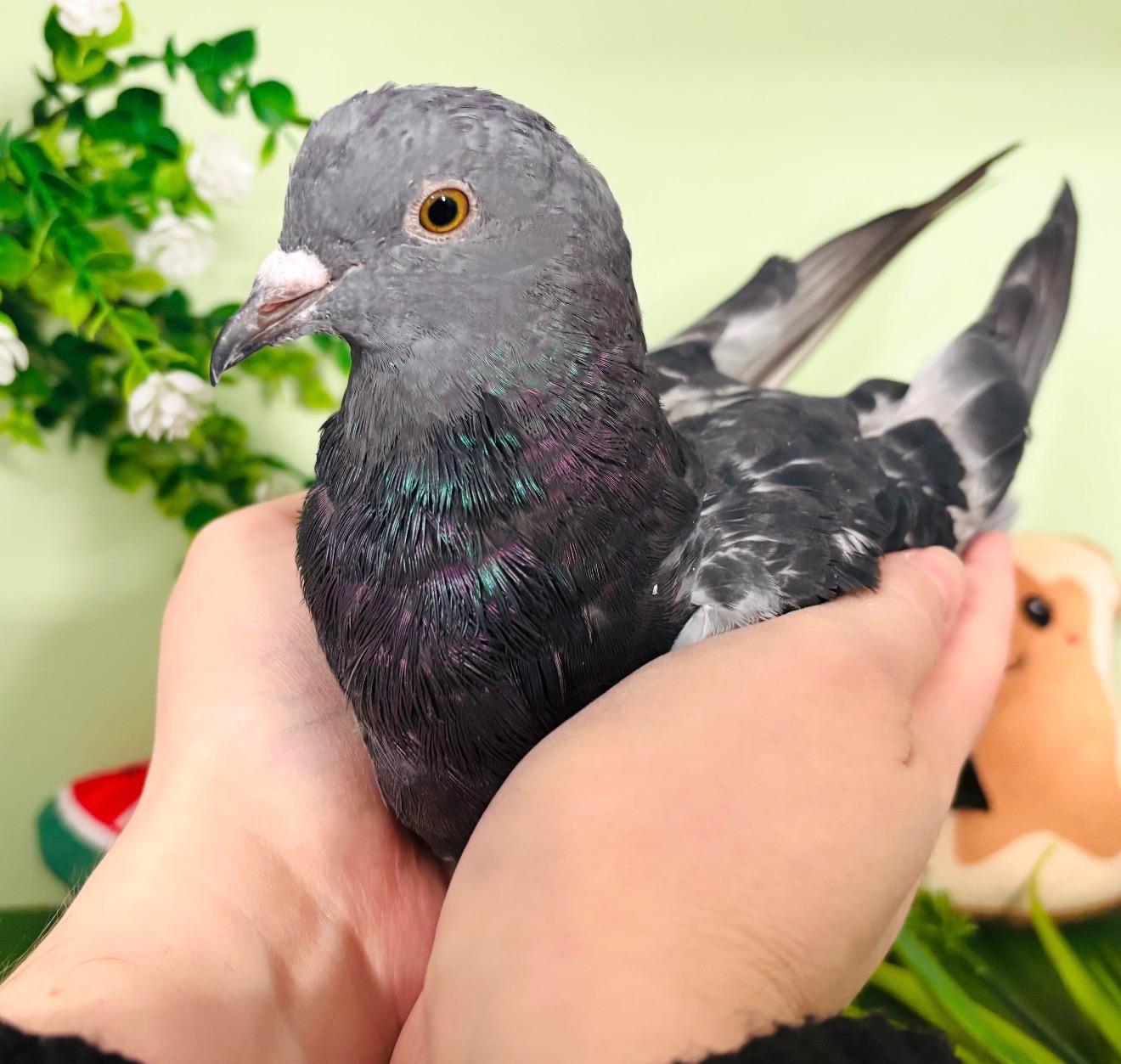 Dove for adoption - Idun the Periscope, a Pigeon in Chicago, IL | Petfinder